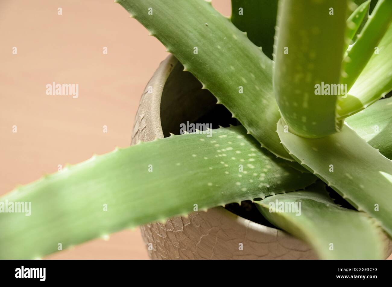 Aloe vera, green tropical potted plant on wooden desk, indoors Stock ...