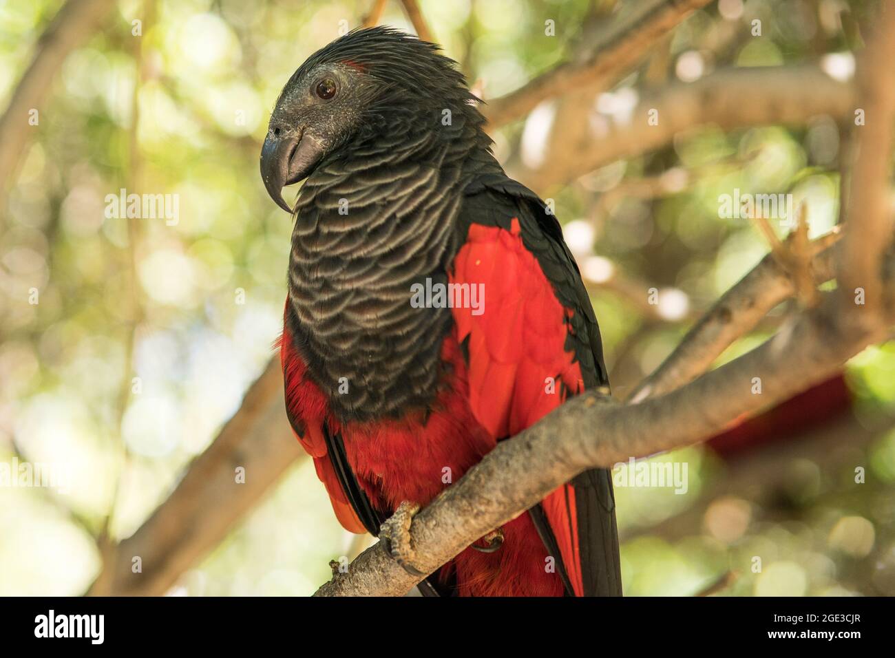 Colorful exotic parrot looking at the camera with the blurred ...