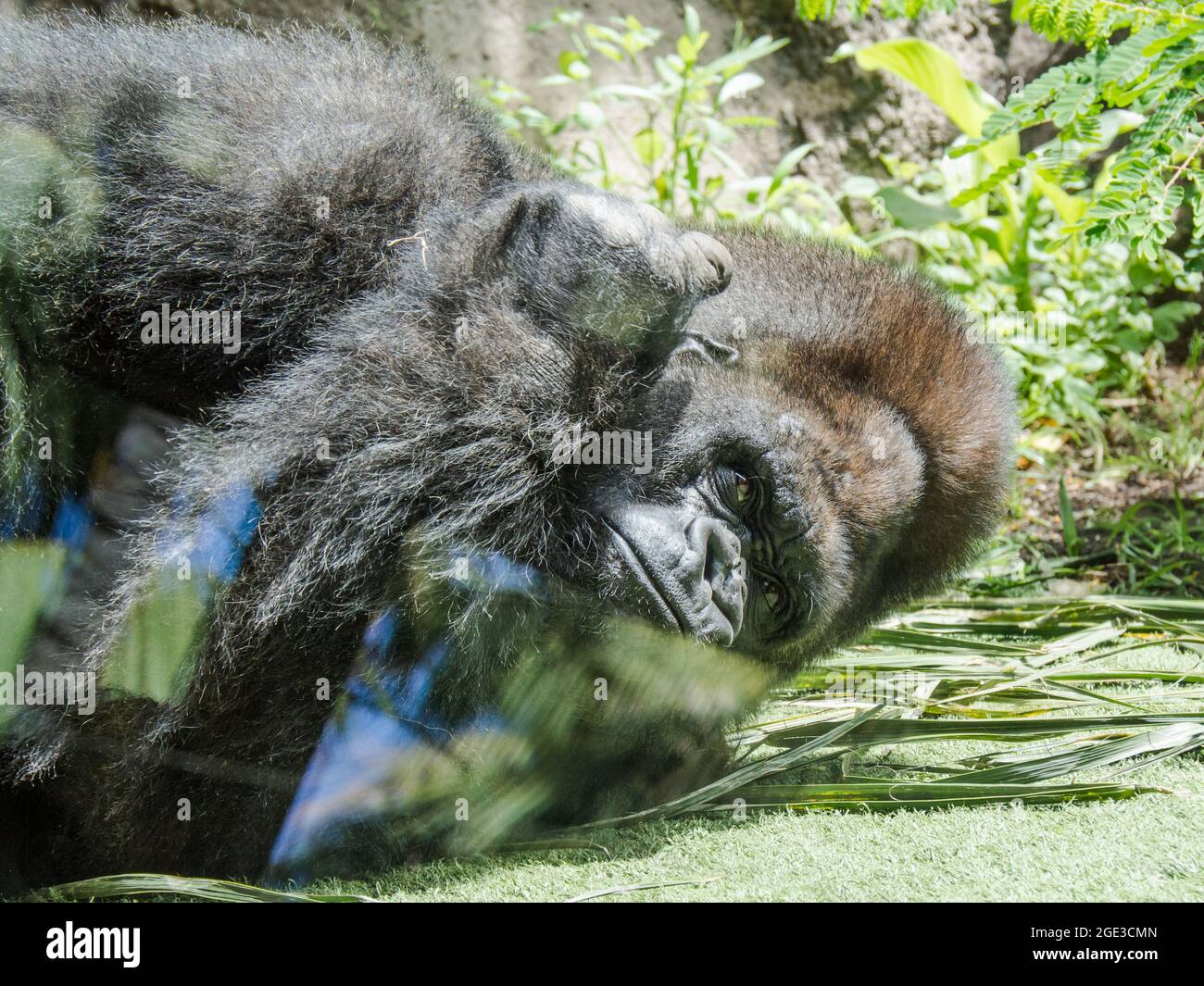 Closeup of a big gorilla ape face with a blurred background Stock Photo ...
