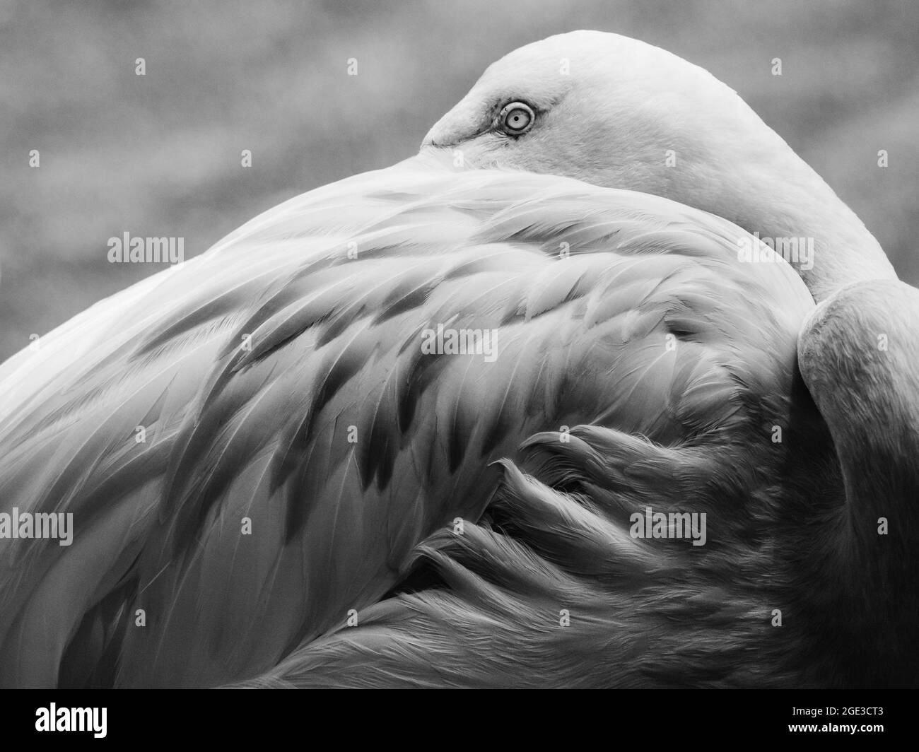 Grayscale closeup of a flamingo on the light green lawn with a blurred ...