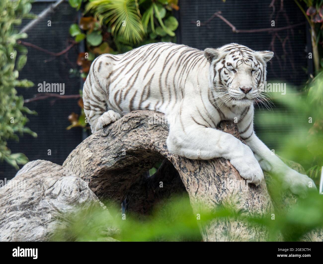 White striped tiger laying on the branch with the blurred background ...
