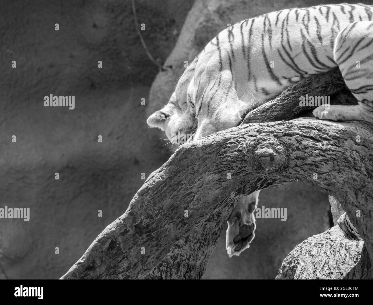 Grayscale of a white striped tiger laying on the branch with the ...