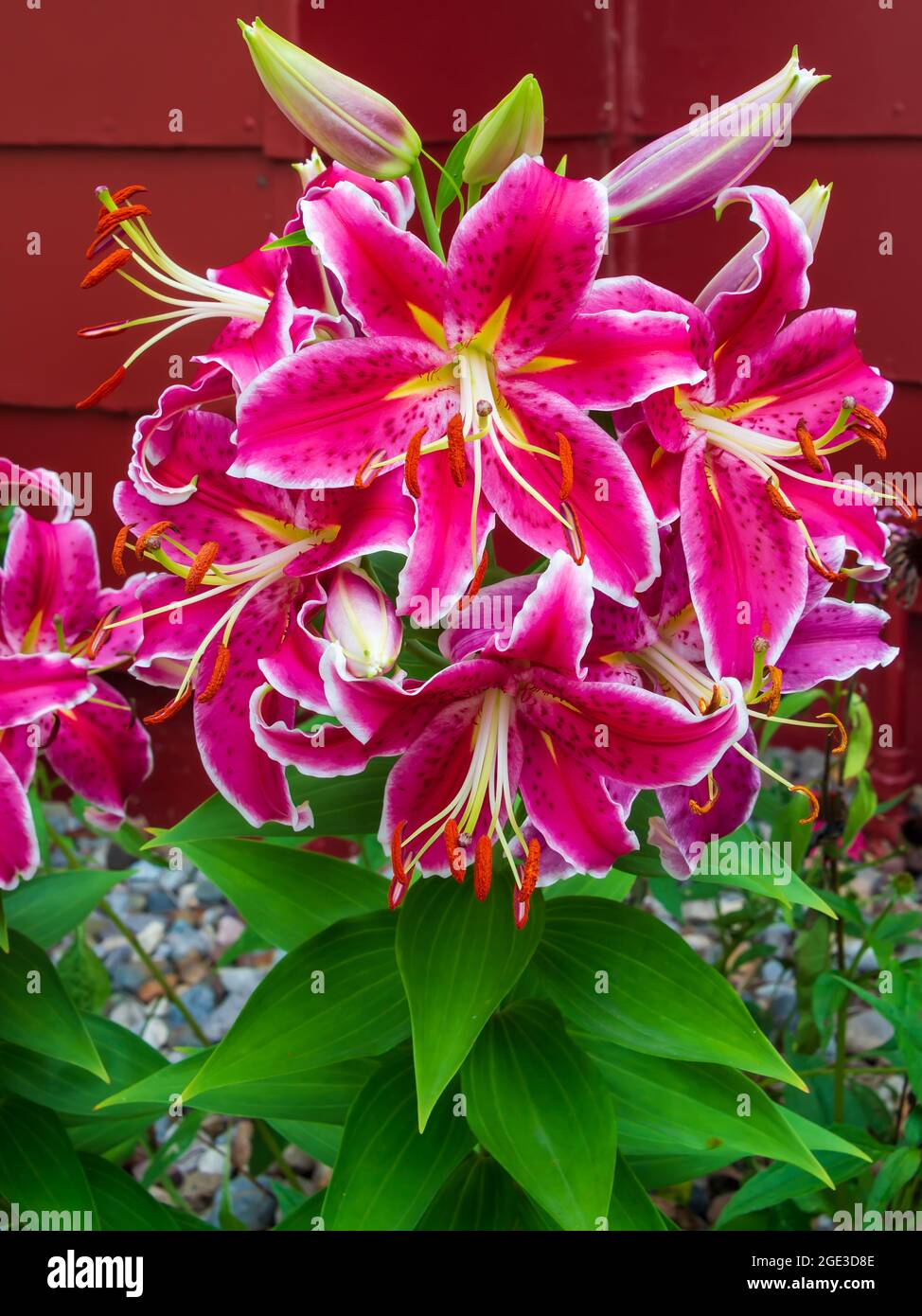 Stargazer lily plant in a garden Stock Photo - Alamy