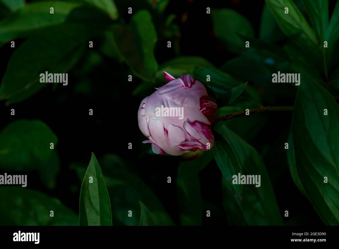 Peony budding hi-res stock photography and images - Alamy