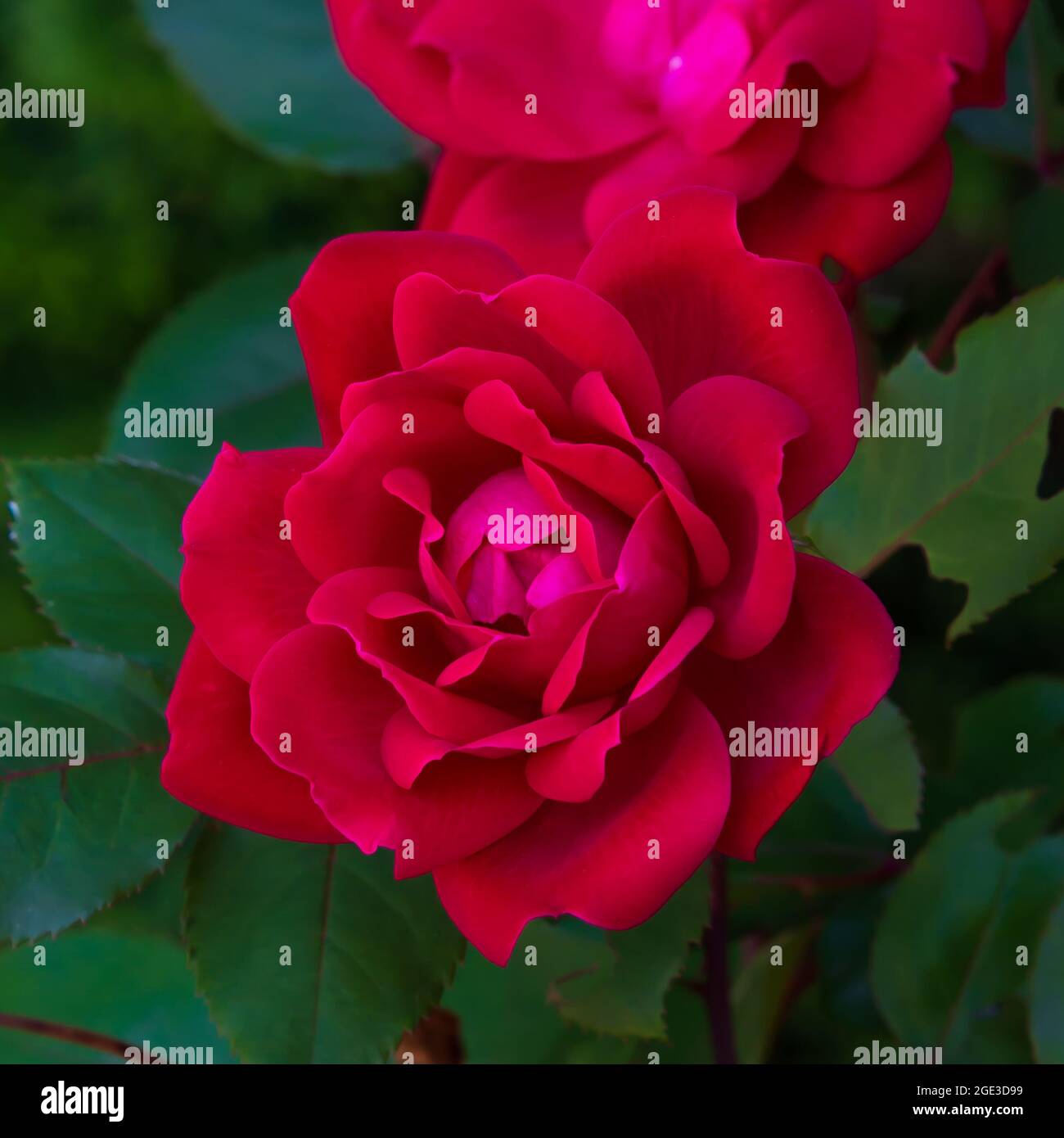 Rose bloom hi-res stock photography and images - Alamy