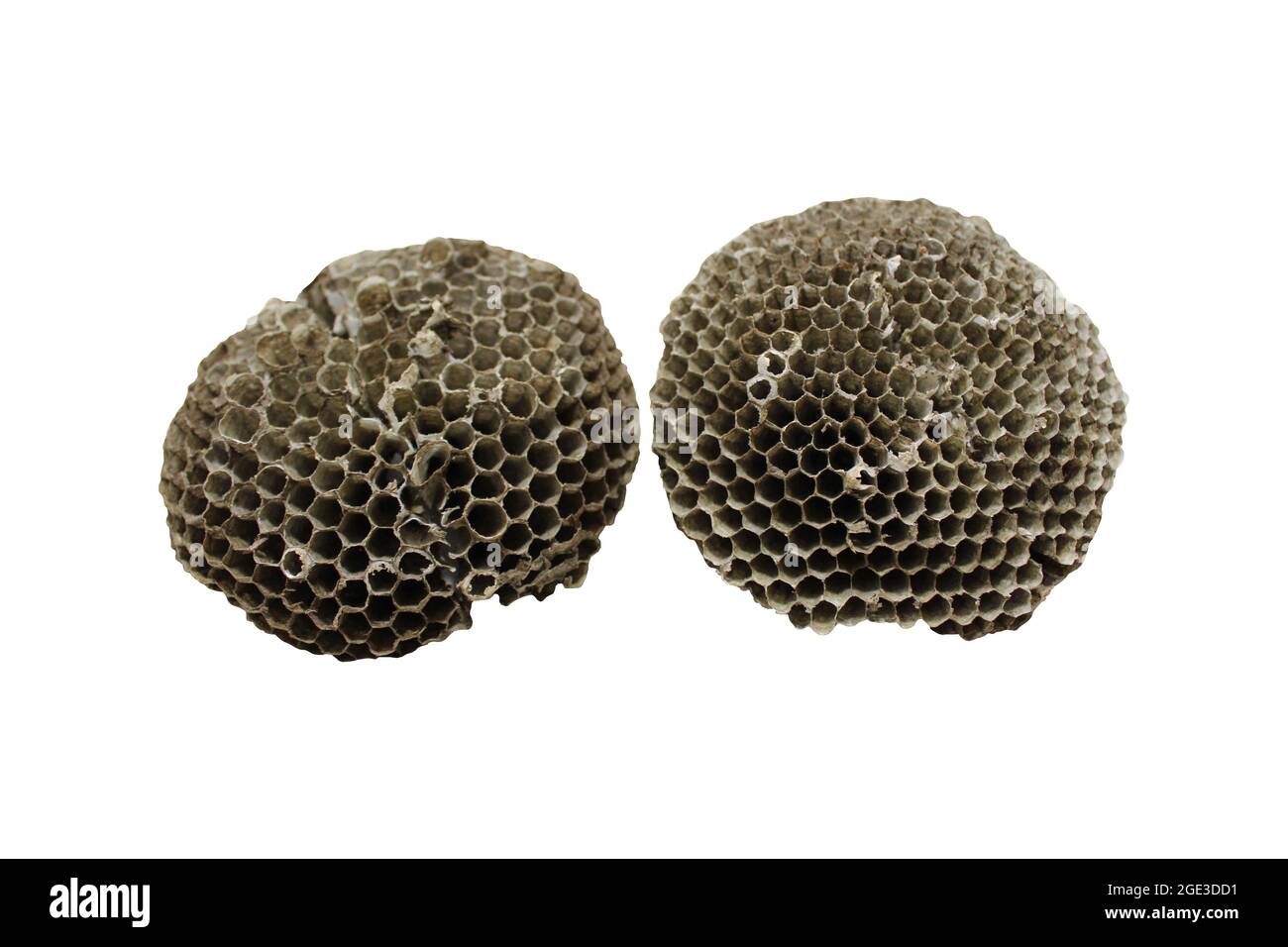 part of a wasp nest Stock Photo - Alamy