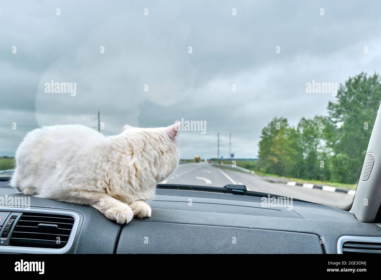 Cute white cat traveling in car, on panel in front of windshield Stock ...
