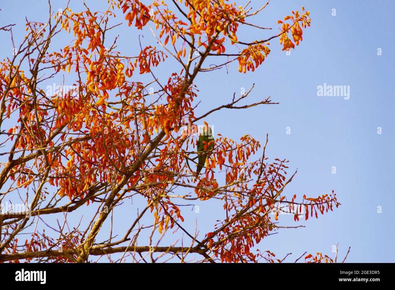 Mulungu tree hi-res stock photography and images - Alamy