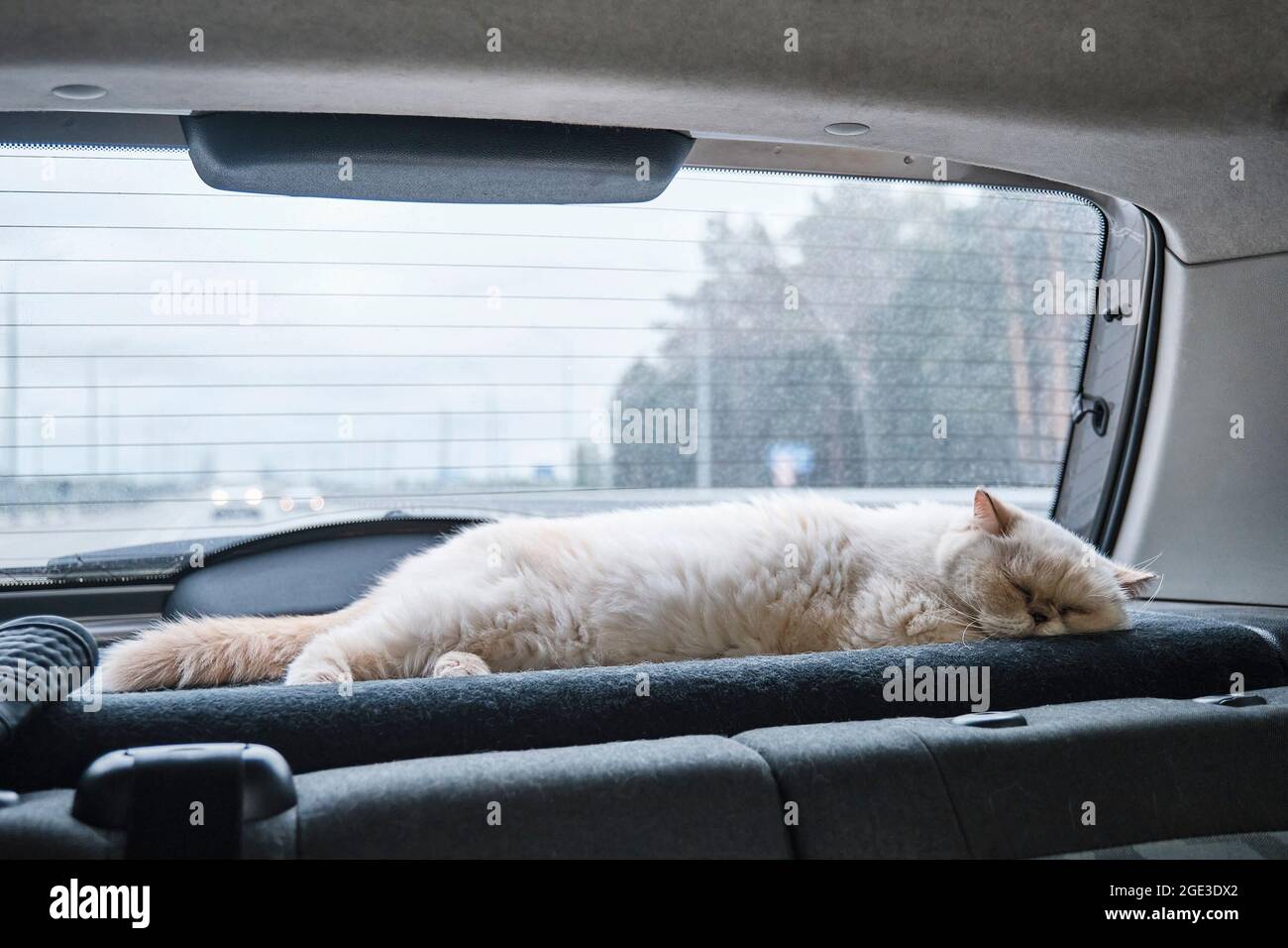 Cute beige cat traveling and sleeping in car, near rear window Stock ...