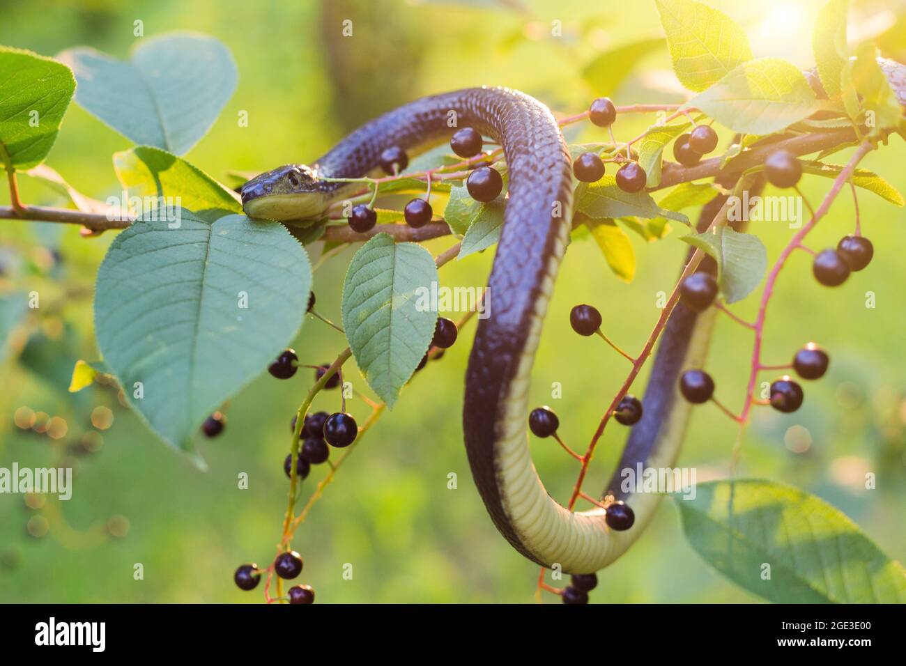 Chandan Tree With Snake