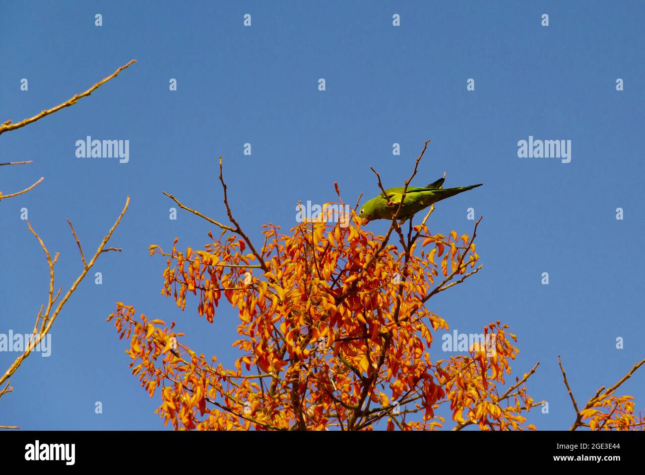 Mulungu tree hi-res stock photography and images - Alamy