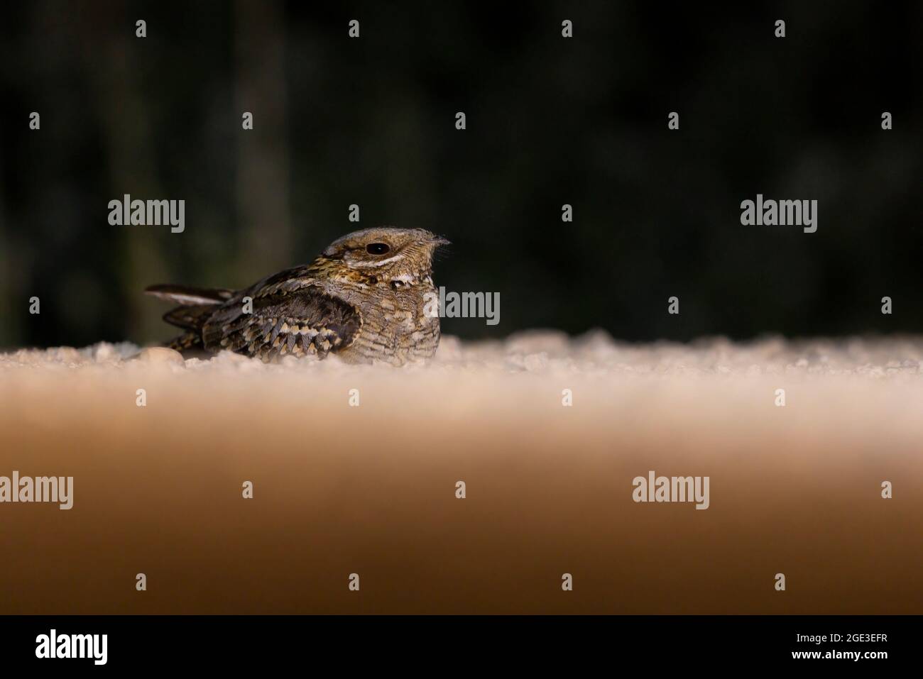 Red-necked Nightjar, Calera y Chozas, Castilla La Mancha, Spain, July ...