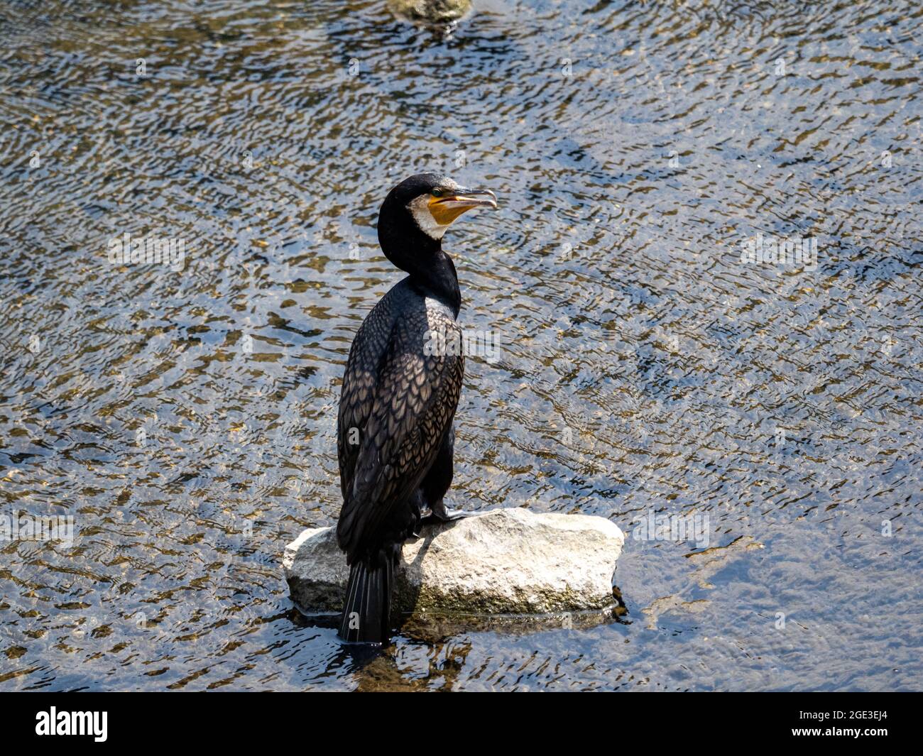 Cormorant bird in the Hayabuchi River, Yokohama, Japan Stock Photo - Alamy