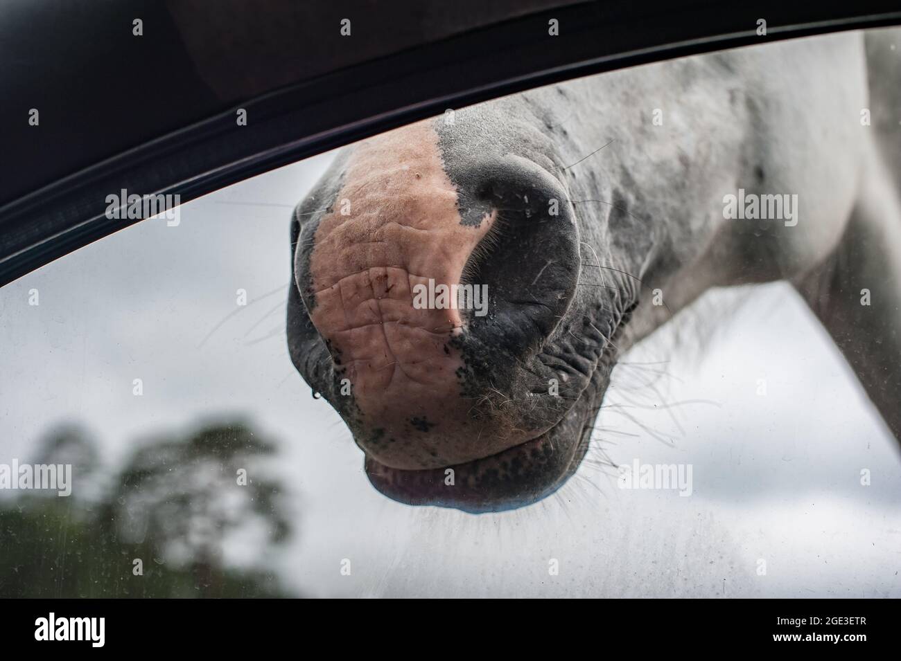 An extremely closeup detail view of horse snout taken through the car ...
