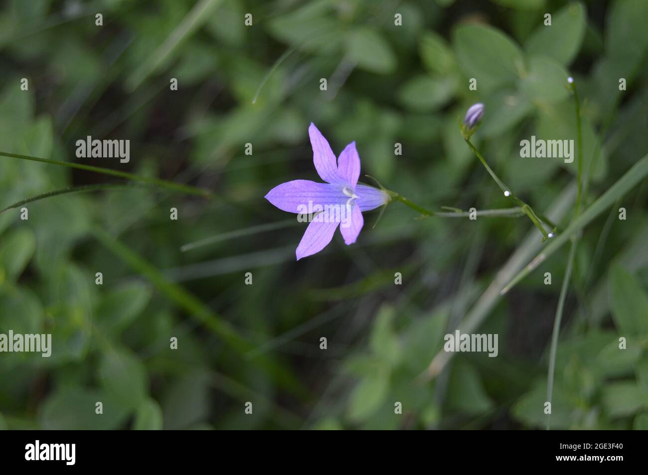 Flower flora on Hajla mountain Montenegro Stock Photo - Alamy