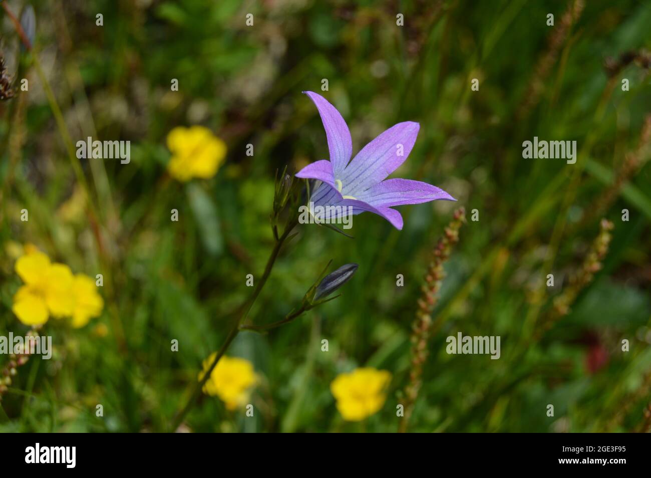 Flower flora on Hajla mountain Montenegro Stock Photo - Alamy