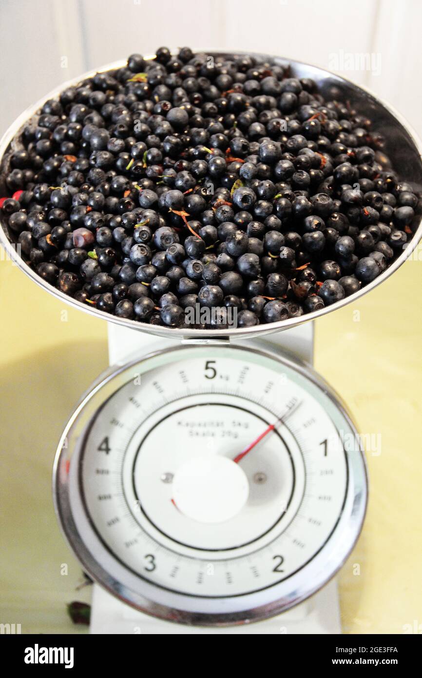 Blaubeeren wald hi-res stock photography and images - Alamy