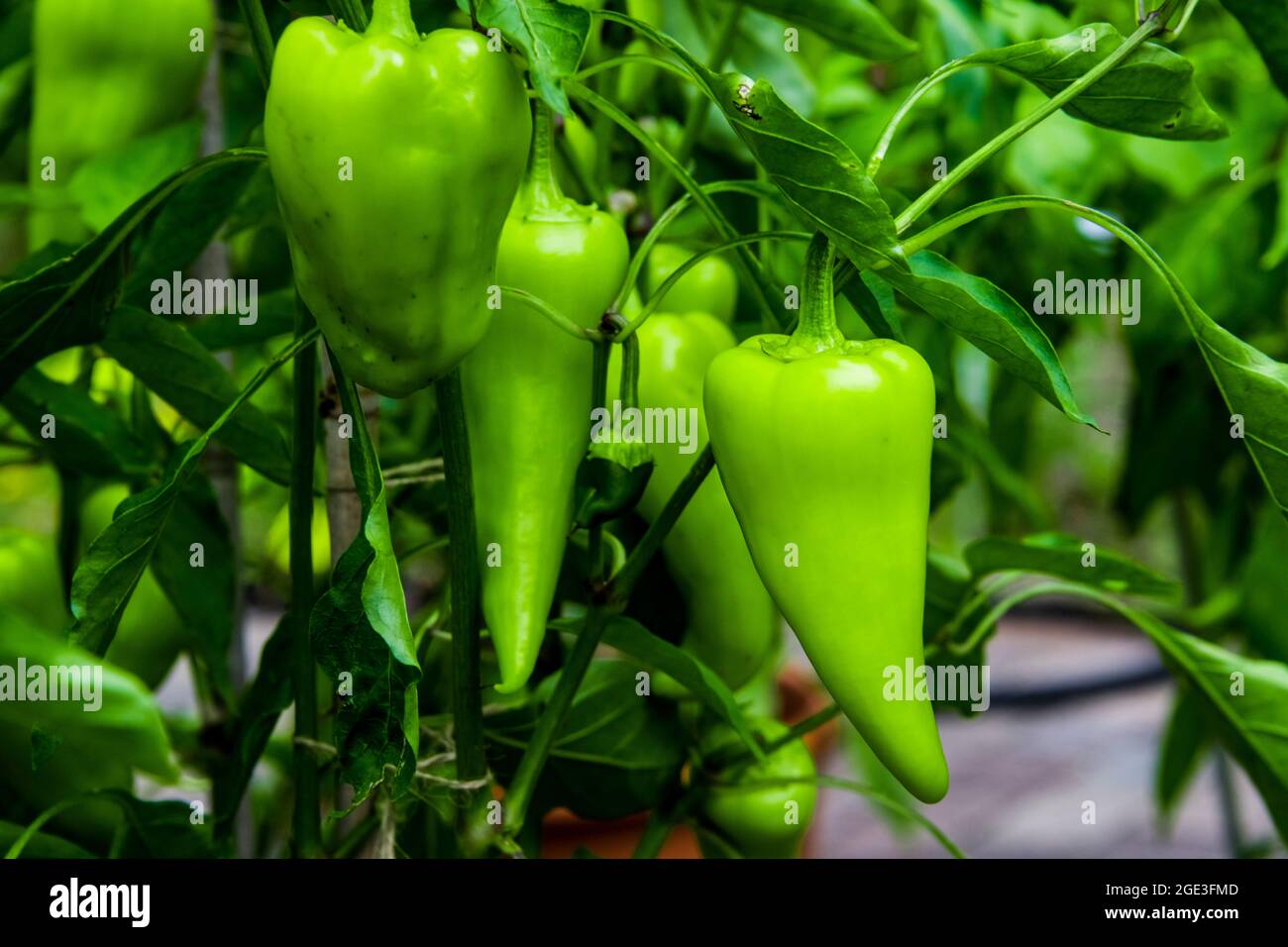 Pepper tree hi-res stock photography and images - Alamy