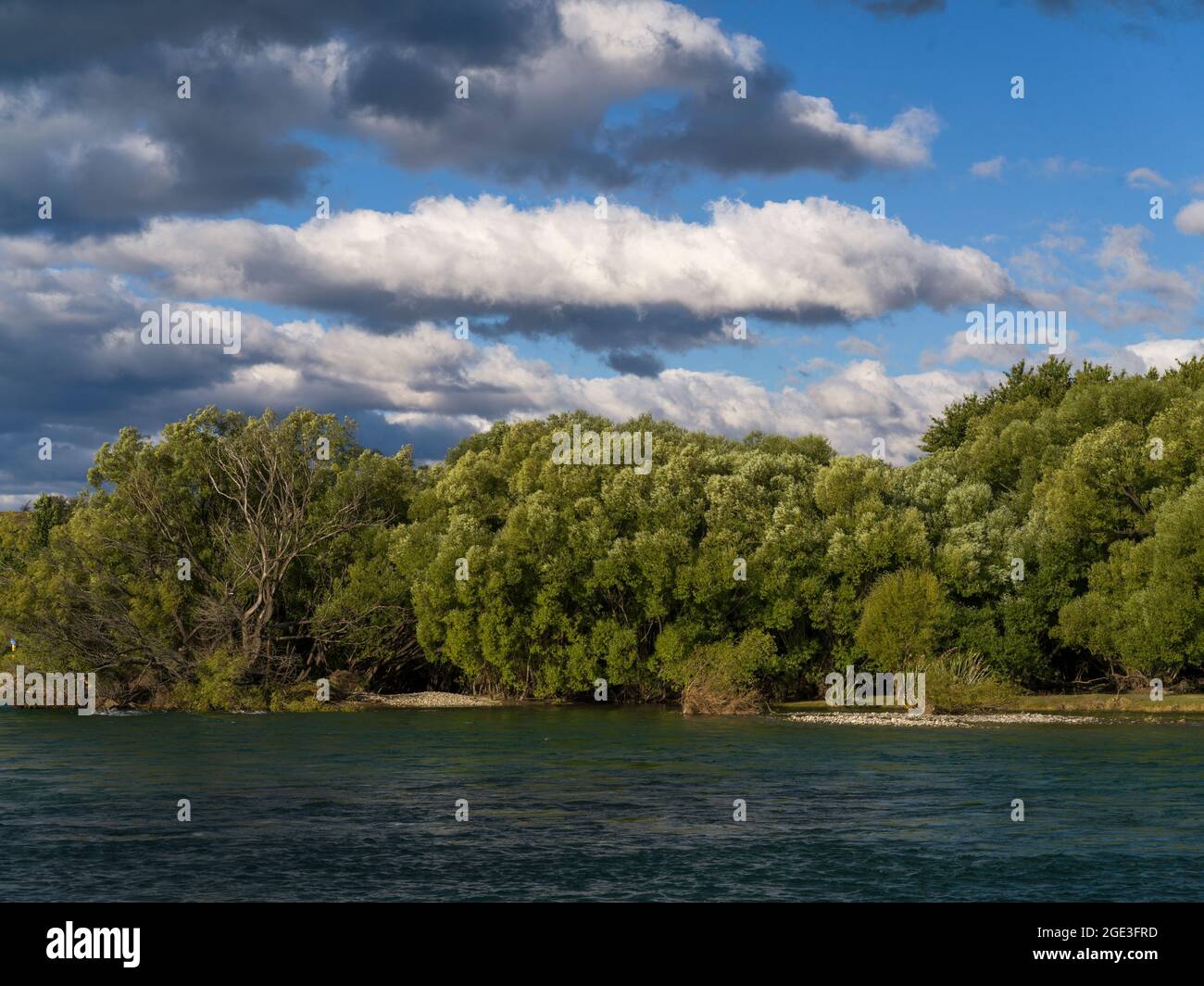 Trees at lakeshore, Albert Town, Wanaka, Otago Region, South Island ...