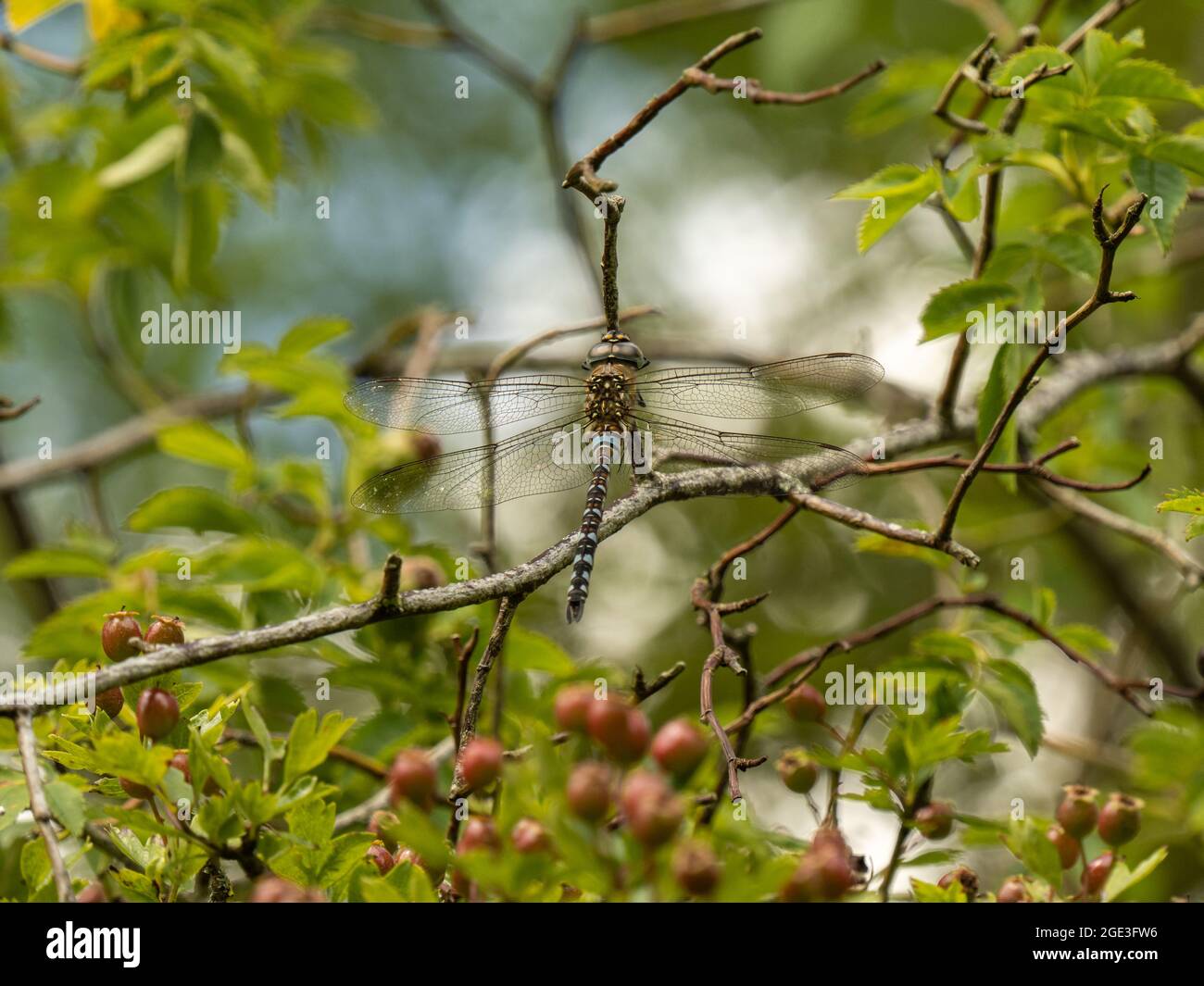 Male Migrant Hawker Resting on a Tree Branch Stock Photo - Alamy