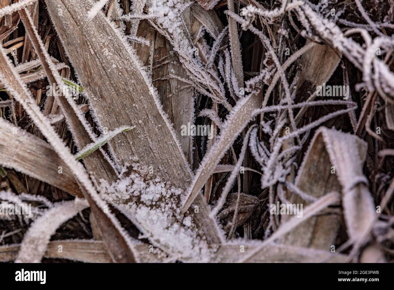 The winter frost brings death to the plants with ice crystals Stock ...