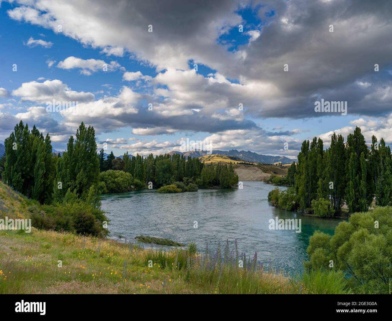 Trees at lakeshore, Albert Town, Wanaka, Otago Region, South Island ...