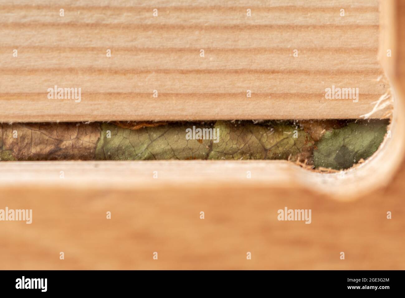 Leafcutter Bees Nest High Resolution Stock Photography and Images - Alamy