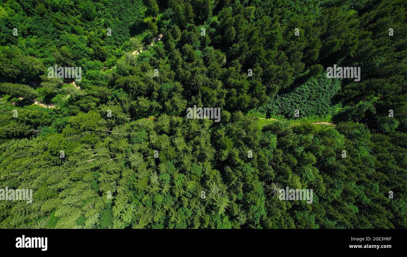 Aerial lush sustainable pine forest hi-res stock photography and images ...