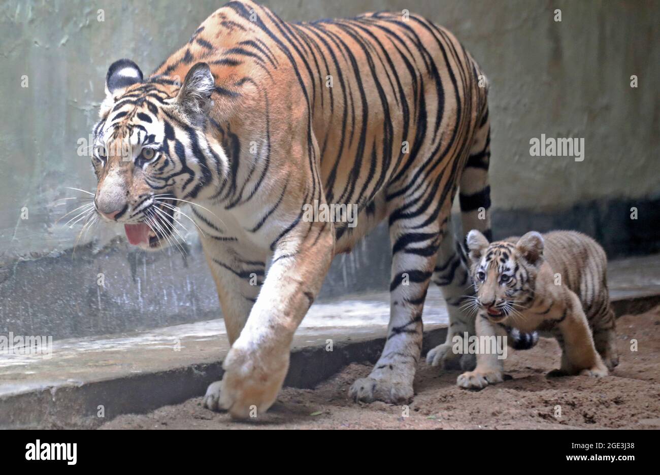 Tiger Bangladesh Tiger New Energy Co Ltd | LinkedIn