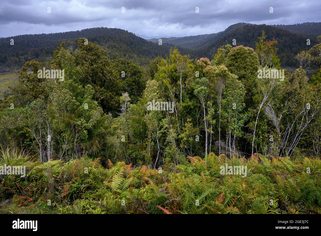 Pakihi walk hi-res stock photography and images - Alamy