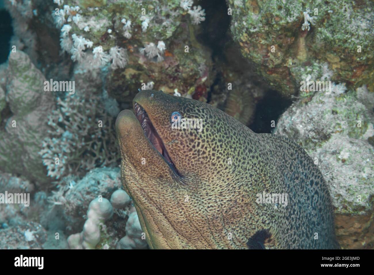 Fish of the Red Sea, Giant moray Stock Photo - Alamy