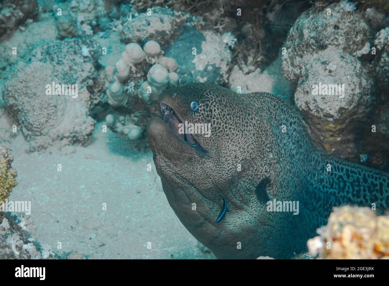Fish of the Red Sea, Giant moray Stock Photo - Alamy