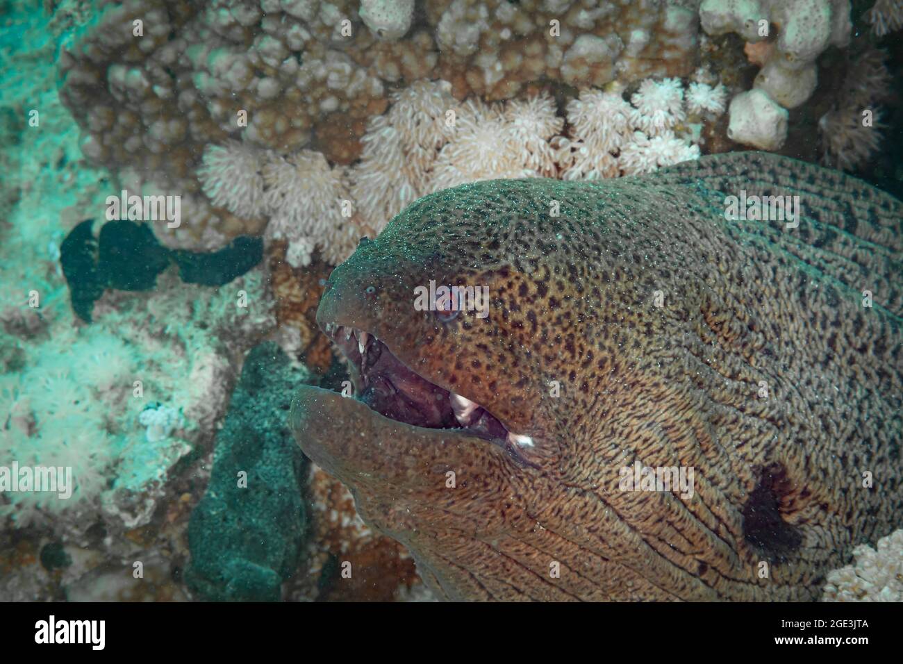 Fish of the Red Sea, Giant moray Stock Photo - Alamy