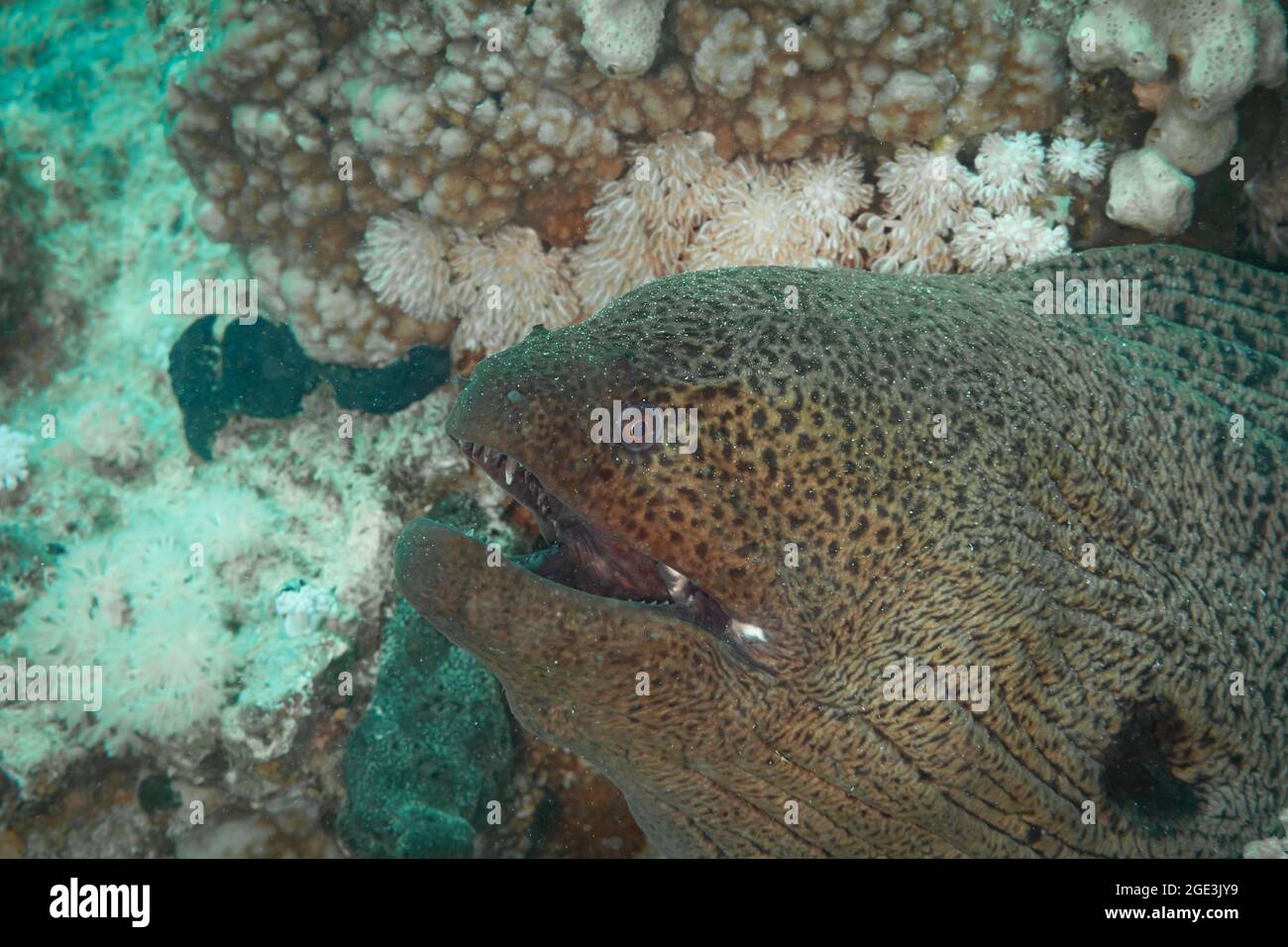 Fish of the Red Sea, Giant moray Stock Photo - Alamy