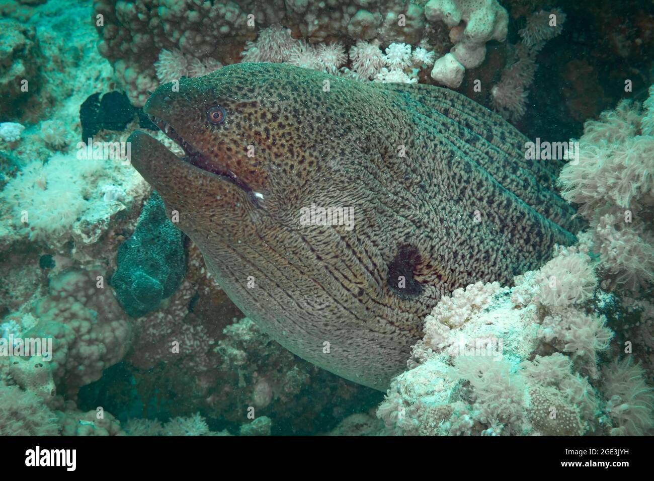 Fish of the Red Sea, Giant moray Stock Photo - Alamy