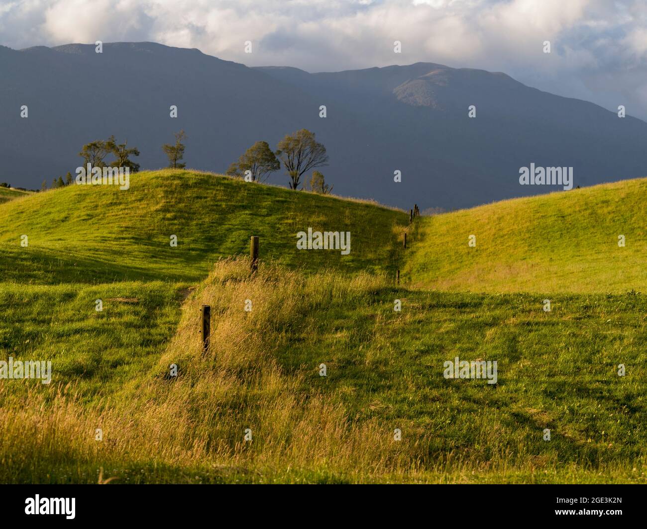 Totara trees new zealand hi-res stock photography and images - Alamy