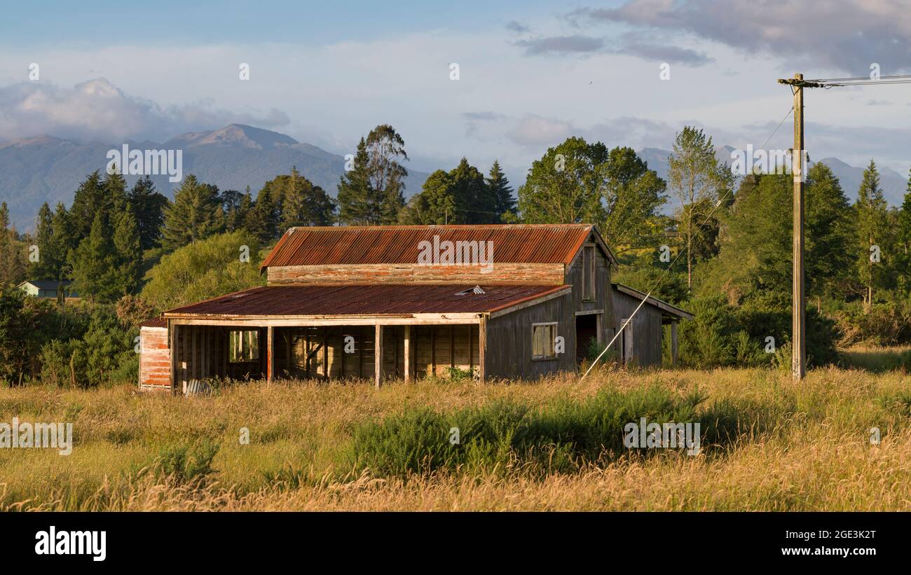 Totara trees new zealand hi-res stock photography and images - Alamy