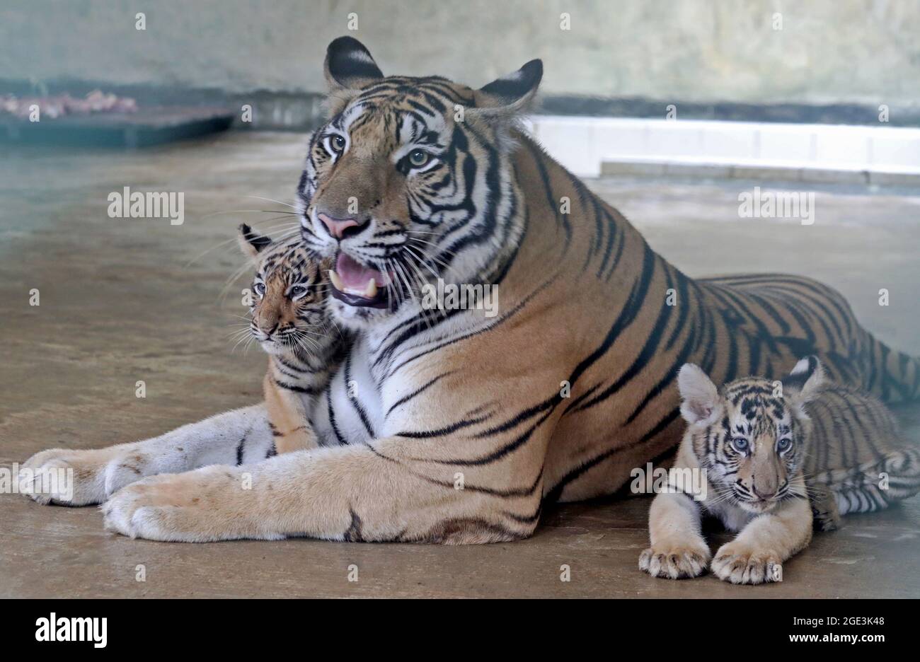 Tiger Bangladesh Tiger New Energy Co Ltd | LinkedIn
