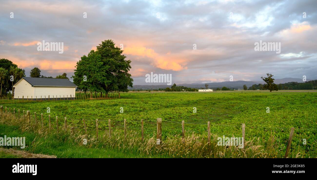 Totara tree hi-res stock photography and images - Alamy