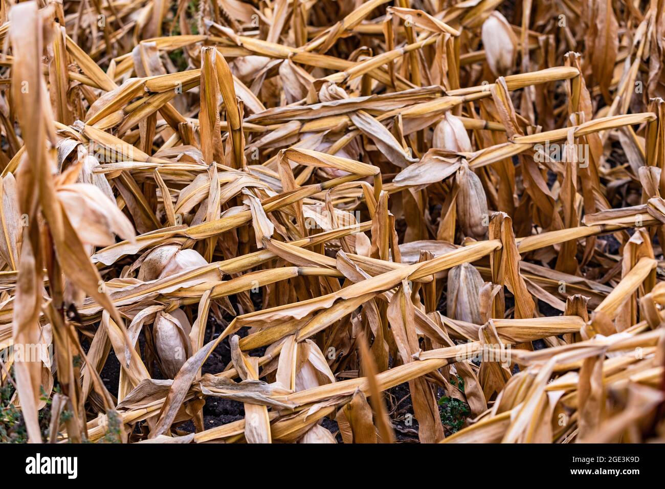 Crop failure and drought hi-res stock photography and images - Alamy