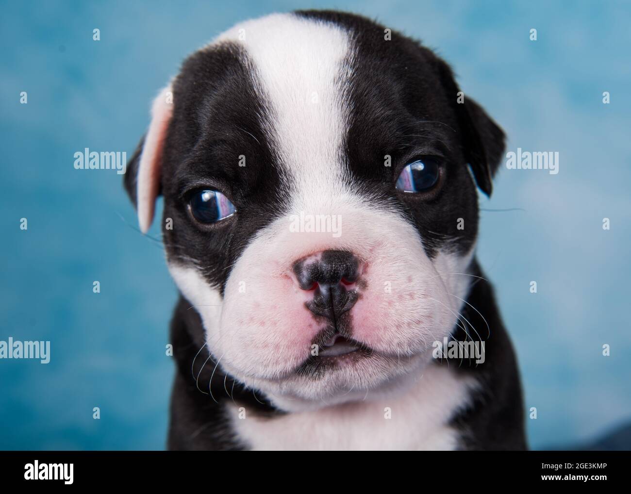 The american bully pocket hi-res stock photography and images - Alamy