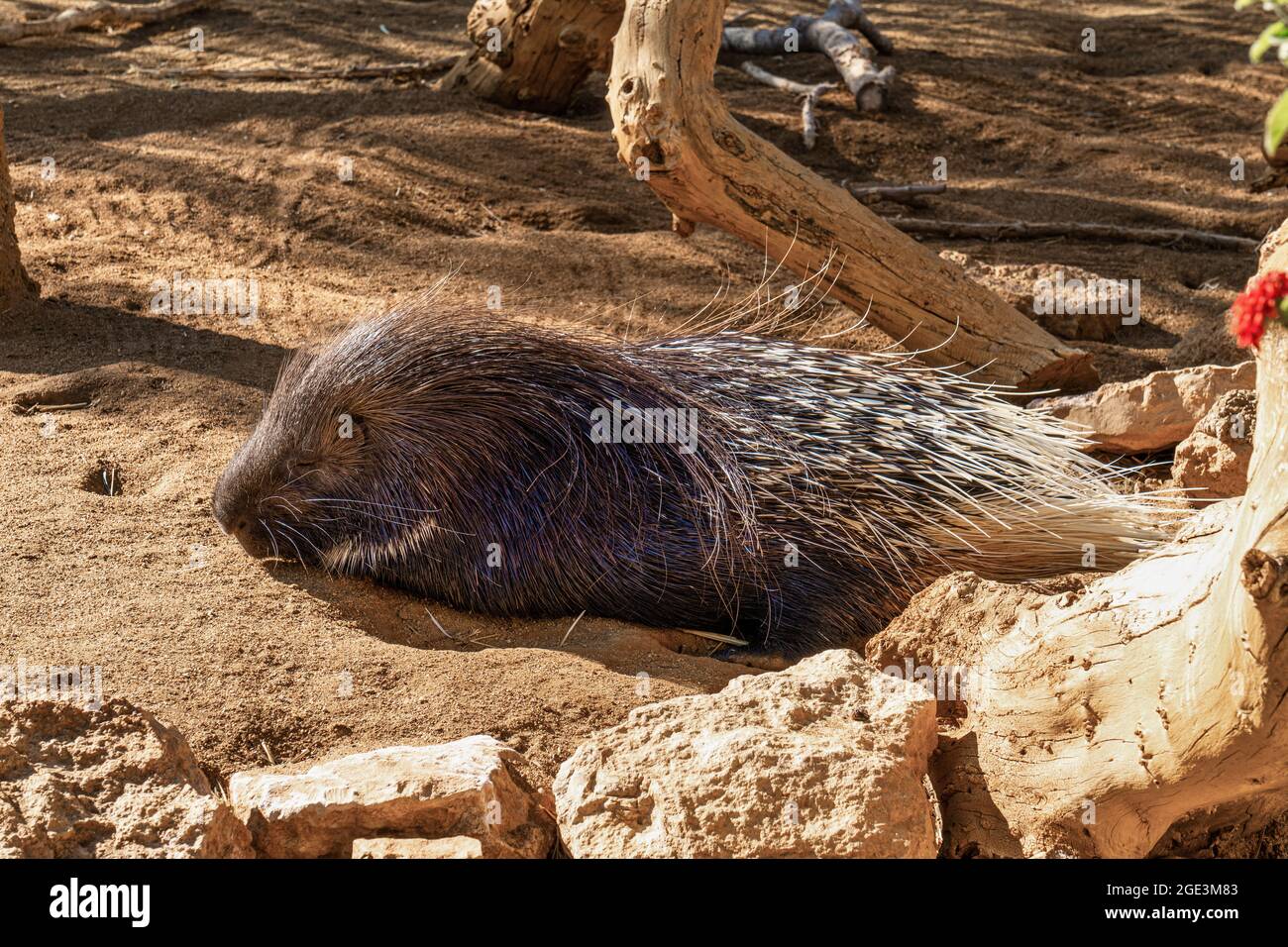 Hystrix indica, Indian crested porcupine in Tabernas desert, Andalusia ...