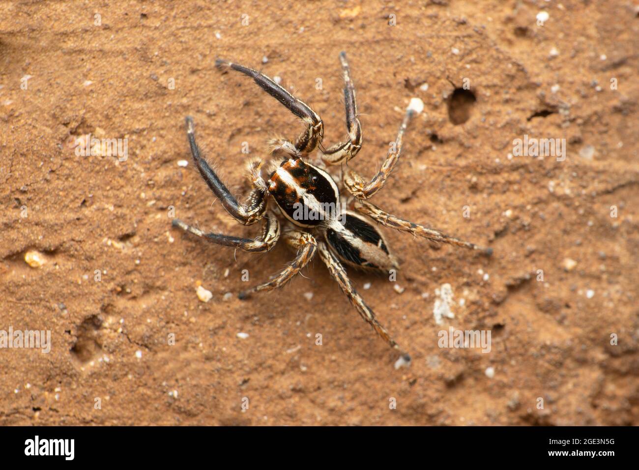 Dorsal view of jumping spider, Plexippus paykulli, Satara, Maharashtra ...