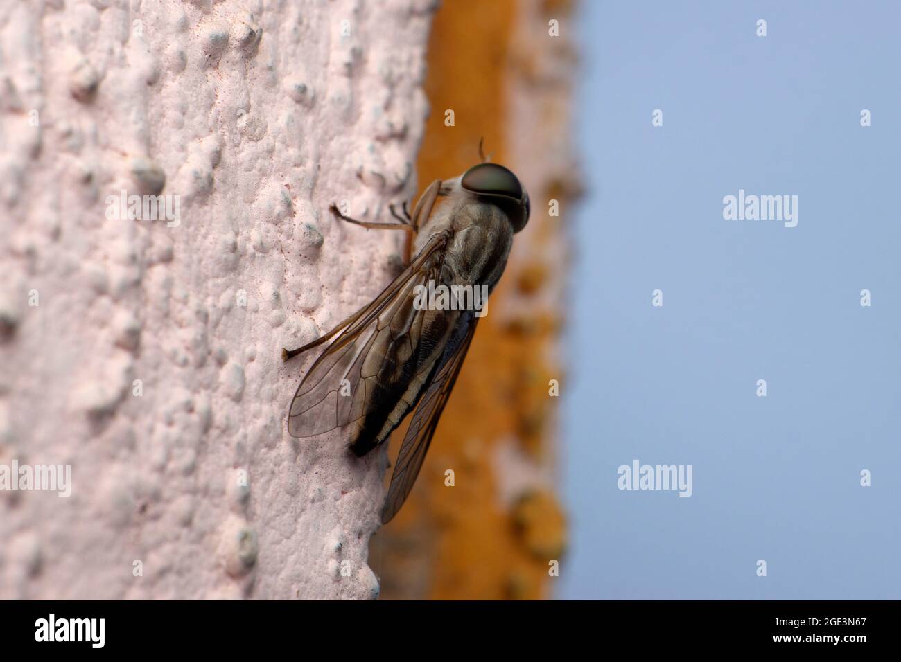Tabanus sulcifrons hi-res stock photography and images - Alamy