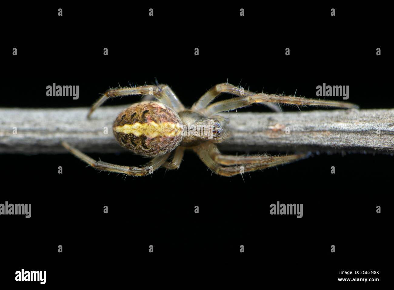 Neoscona spider hi-res stock photography and images - Alamy