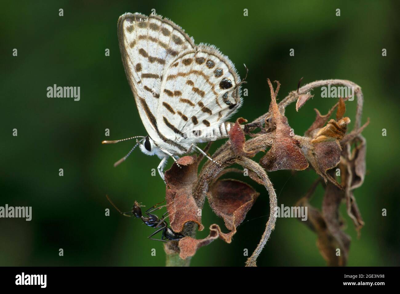 Plains cupid butterfly, Luthrodes pandava, Satara, Maharashtra, India ...