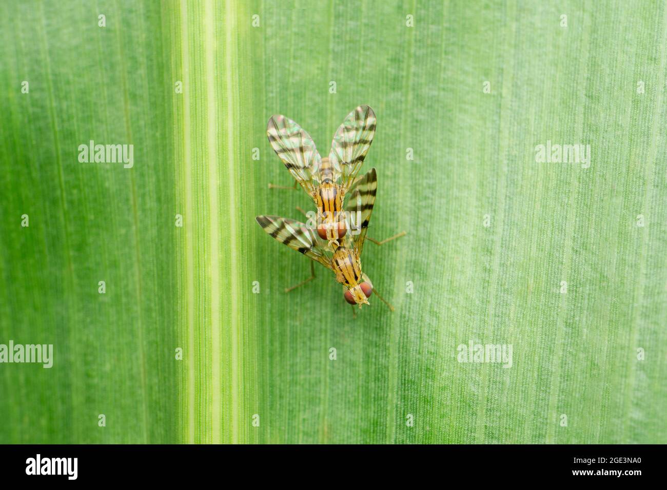 Striped Fly, Syrfidae species, Satara, Maharashtra, India Stock Photo ...