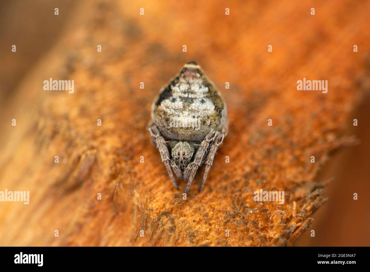 Bird dump spider, Eriovixia gryffindori, Satara, Maharashtra, India ...