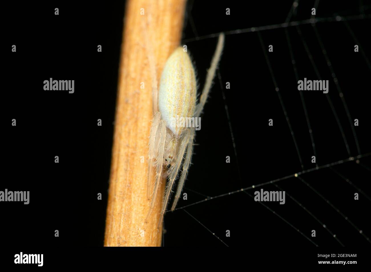 Larinia phthisica hi-res stock photography and images - Alamy