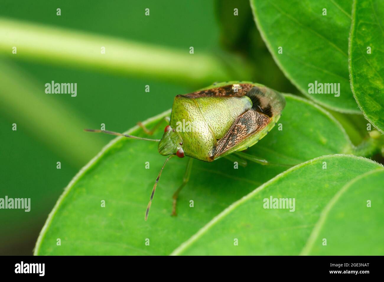 Dorsal of green stink bug, Chinavia halaris, Satara, Maharashtra, India ...